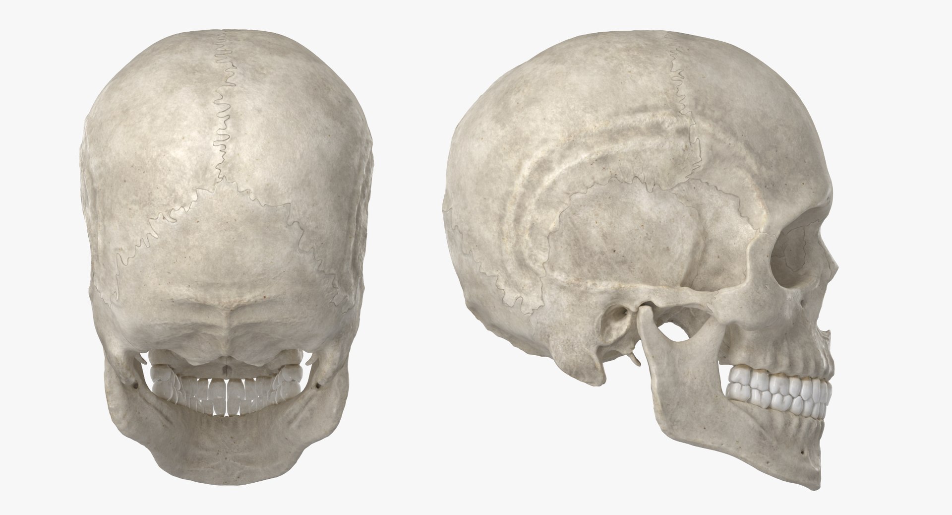 3D Model Human Skull 22 Bones Anatomy - TurboSquid 1158032
