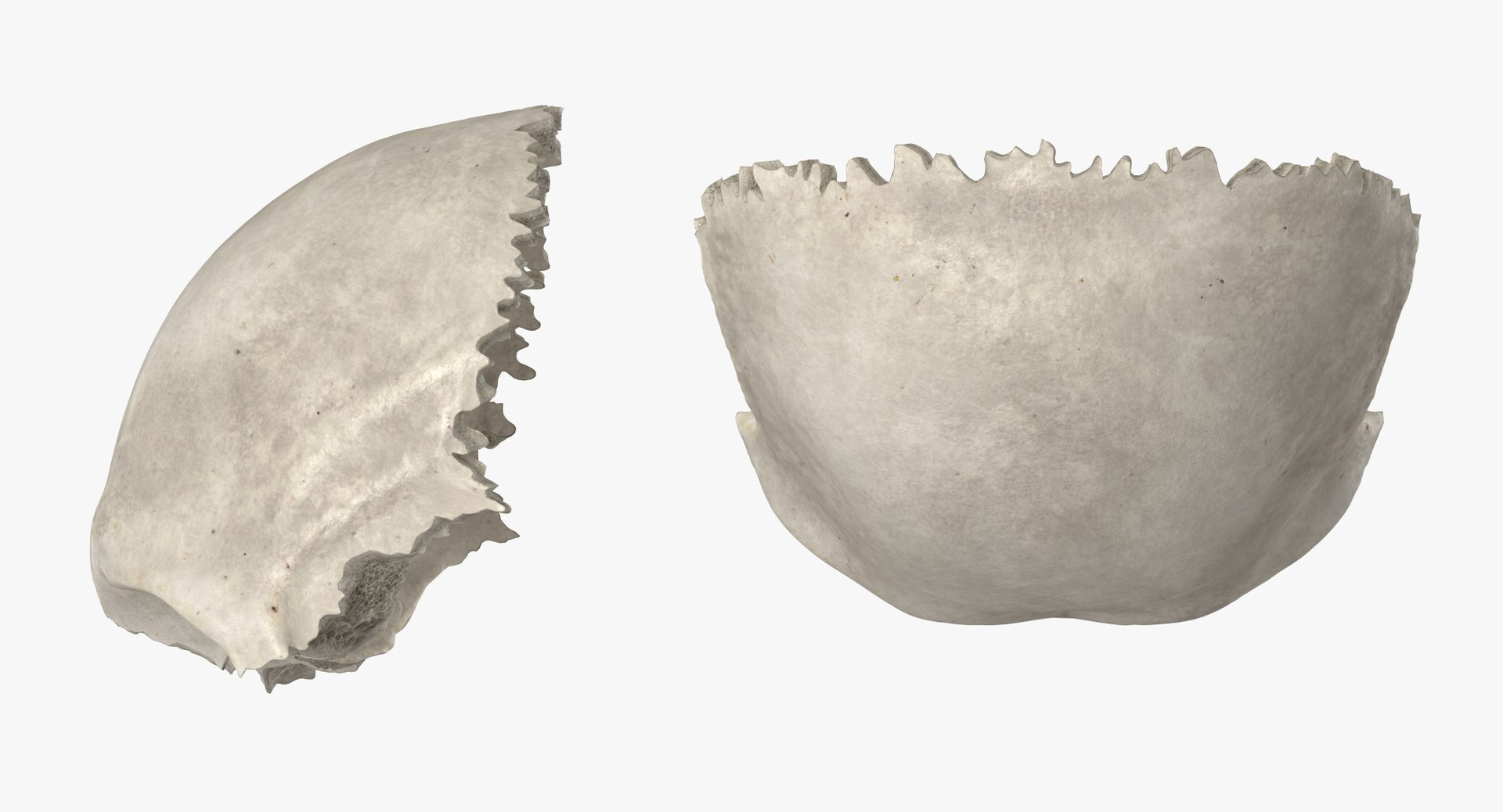3D model human skull 22 bones anatomy - TurboSquid 1158032