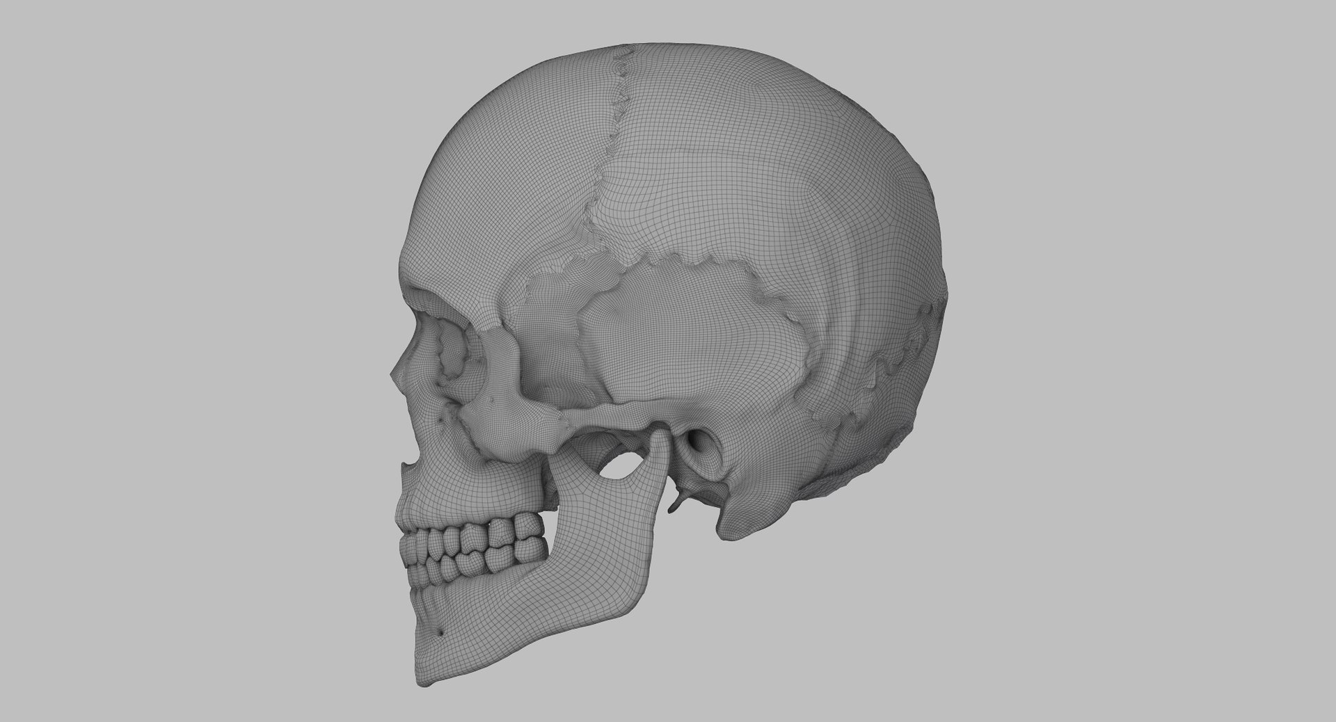 3D model human skull 22 bones anatomy - TurboSquid 1158032