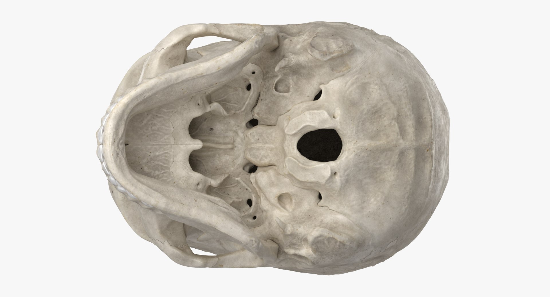 3D model human skull 22 bones anatomy - TurboSquid 1158032