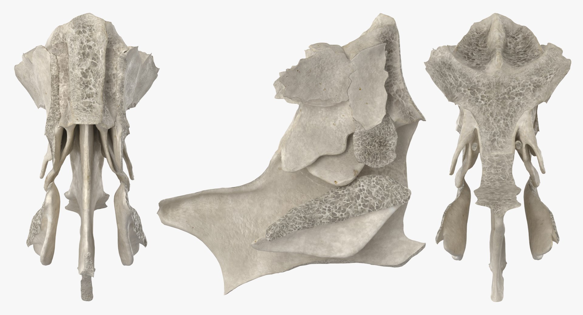 3D model human skull 22 bones anatomy - TurboSquid 1158032