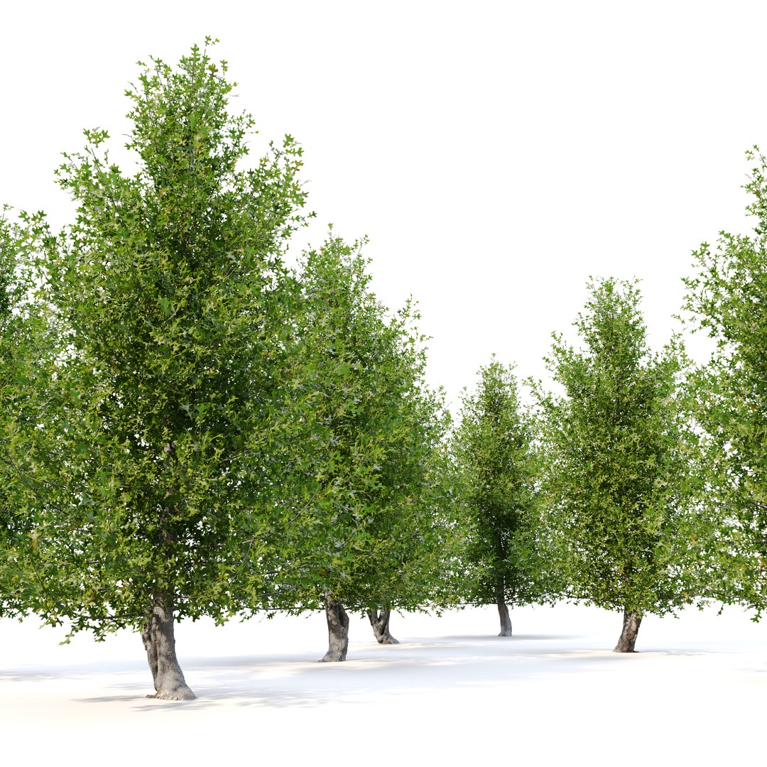 Pine Oak Tree 3D - TurboSquid 2044060