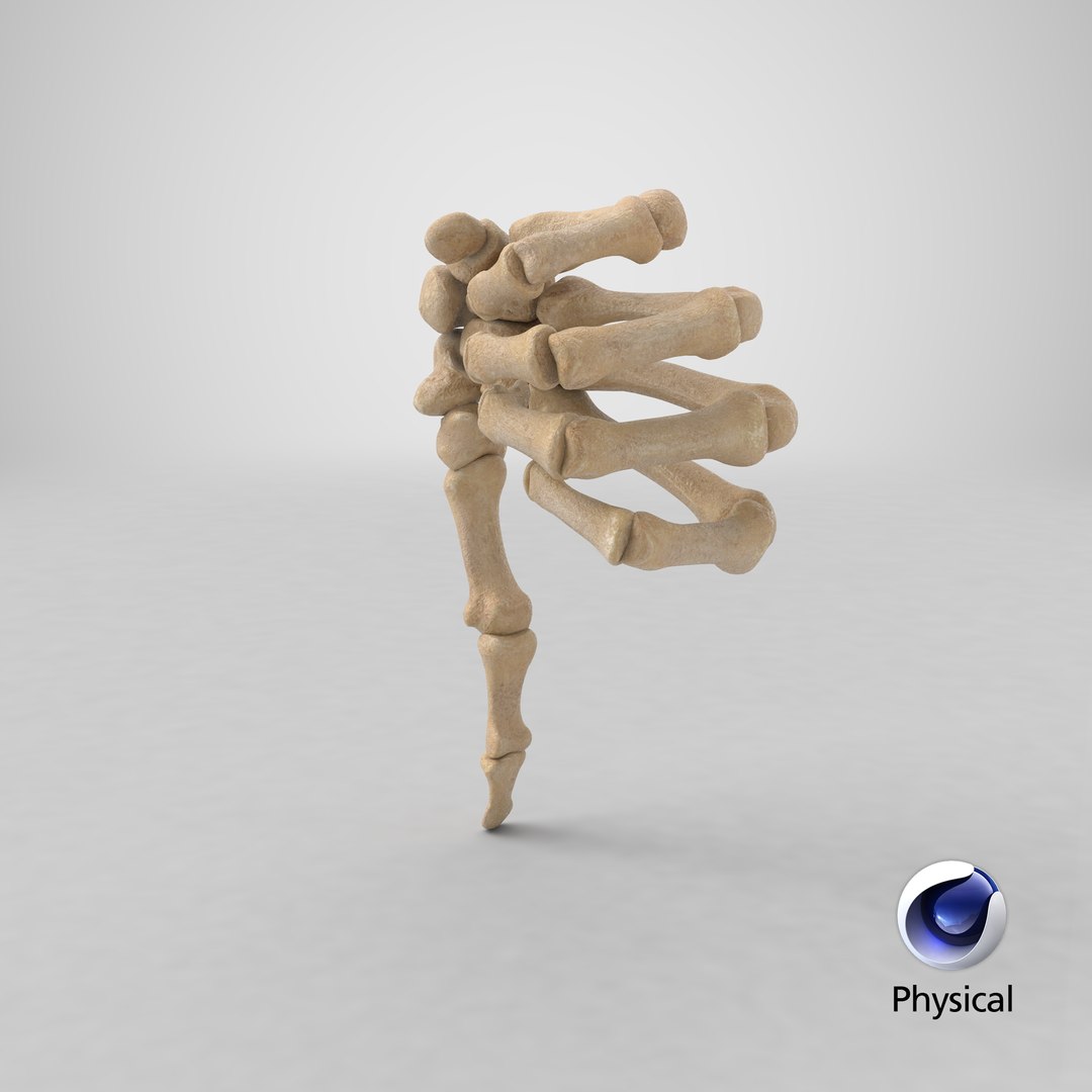 Real Human Hand Bones 3D Model - TurboSquid 1614332
