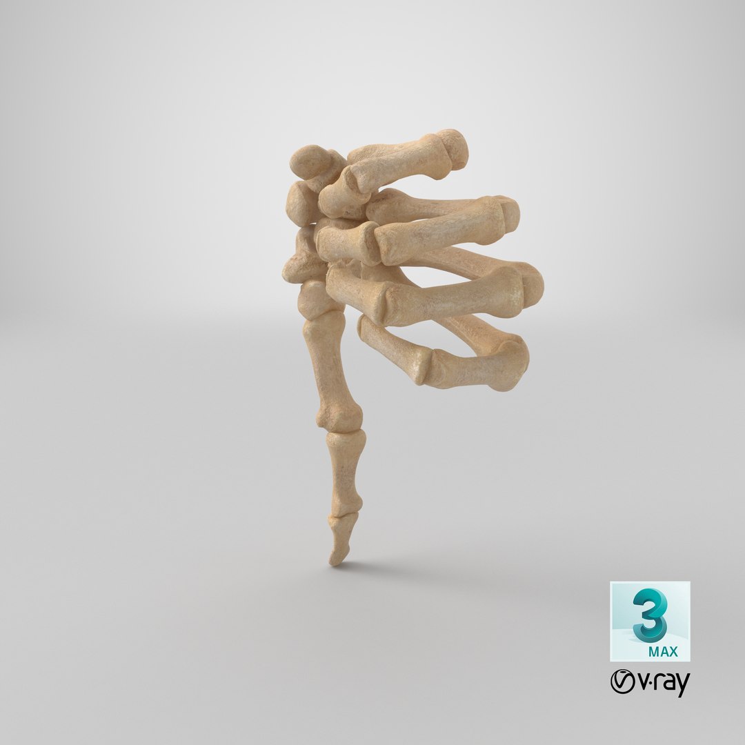 Real Human Hand Bones 3D Model - TurboSquid 1614332