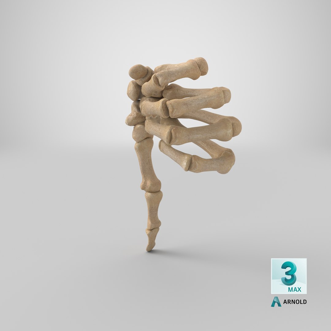 Real Human Hand Bones 3D Model - TurboSquid 1614332