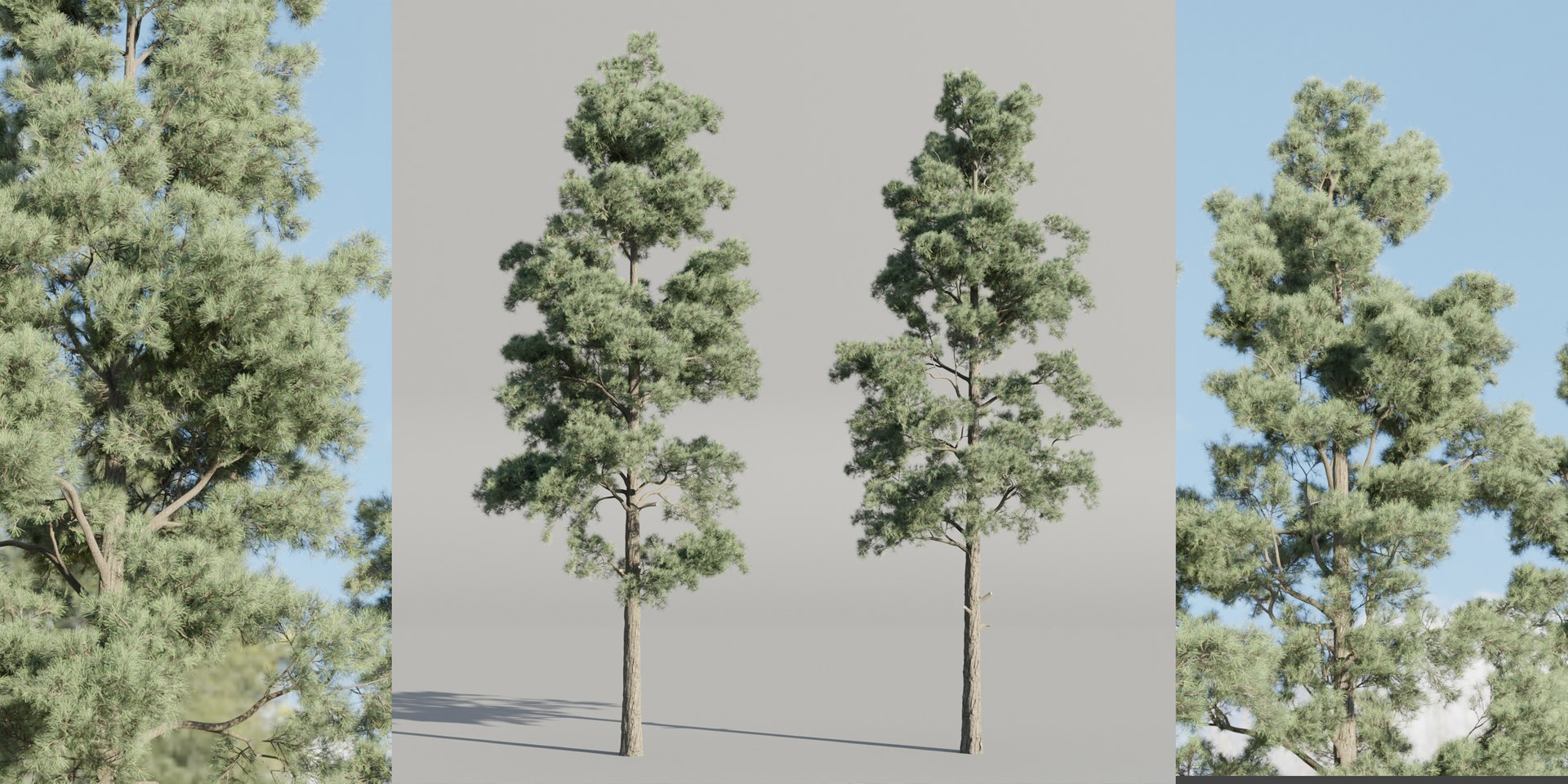 3D Pine Trees Collection Vol 245-Blender-3dmodel - TurboSquid 2214357