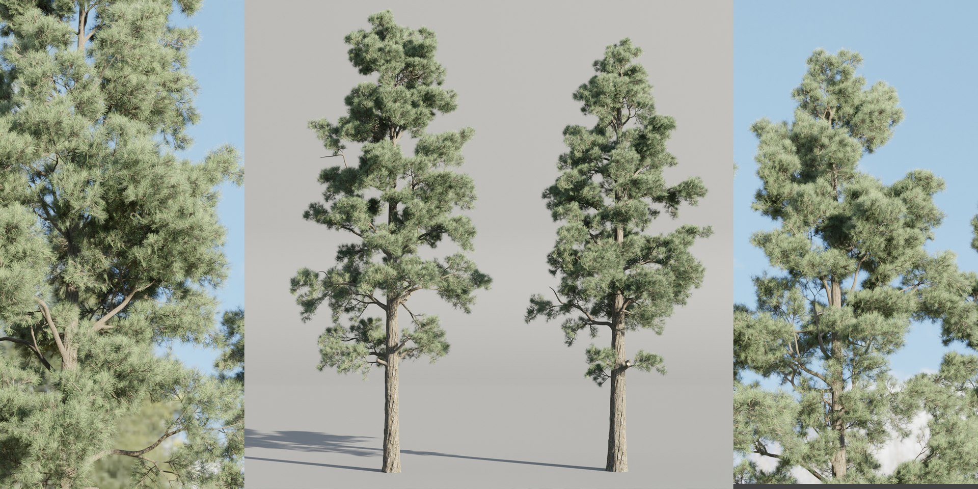 3D Pine Trees Collection Vol 245-Blender-3dmodel - TurboSquid 2214357
