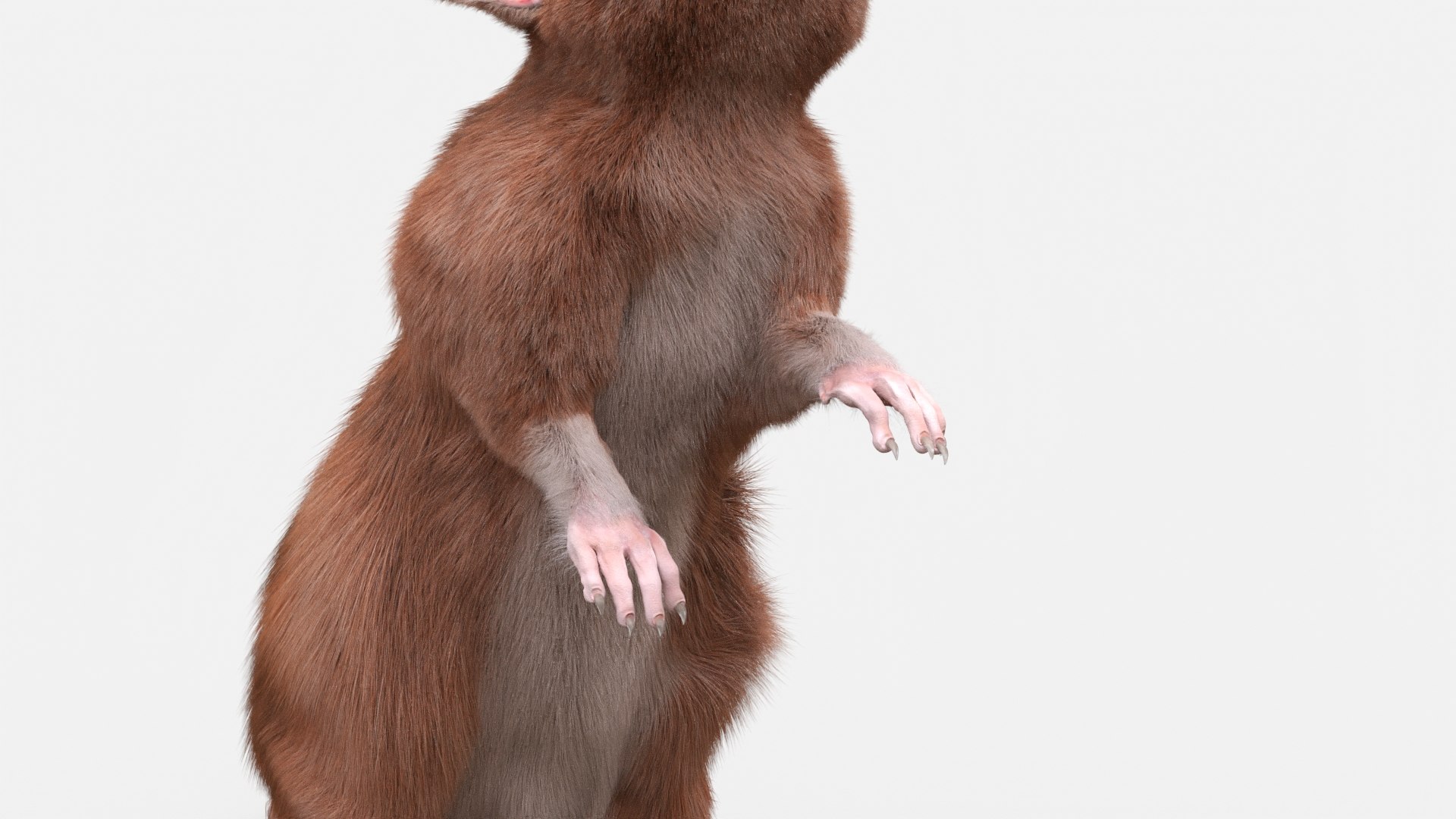 3D Realistic Lifelike Rodent Rat Standing - TurboSquid 2267788