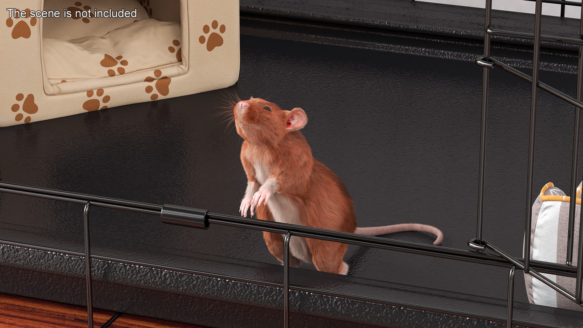 3D Realistic Lifelike Rodent Rat Standing - TurboSquid 2267788