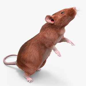3D Rat Models - Browse & Download Formats - TurboSquid