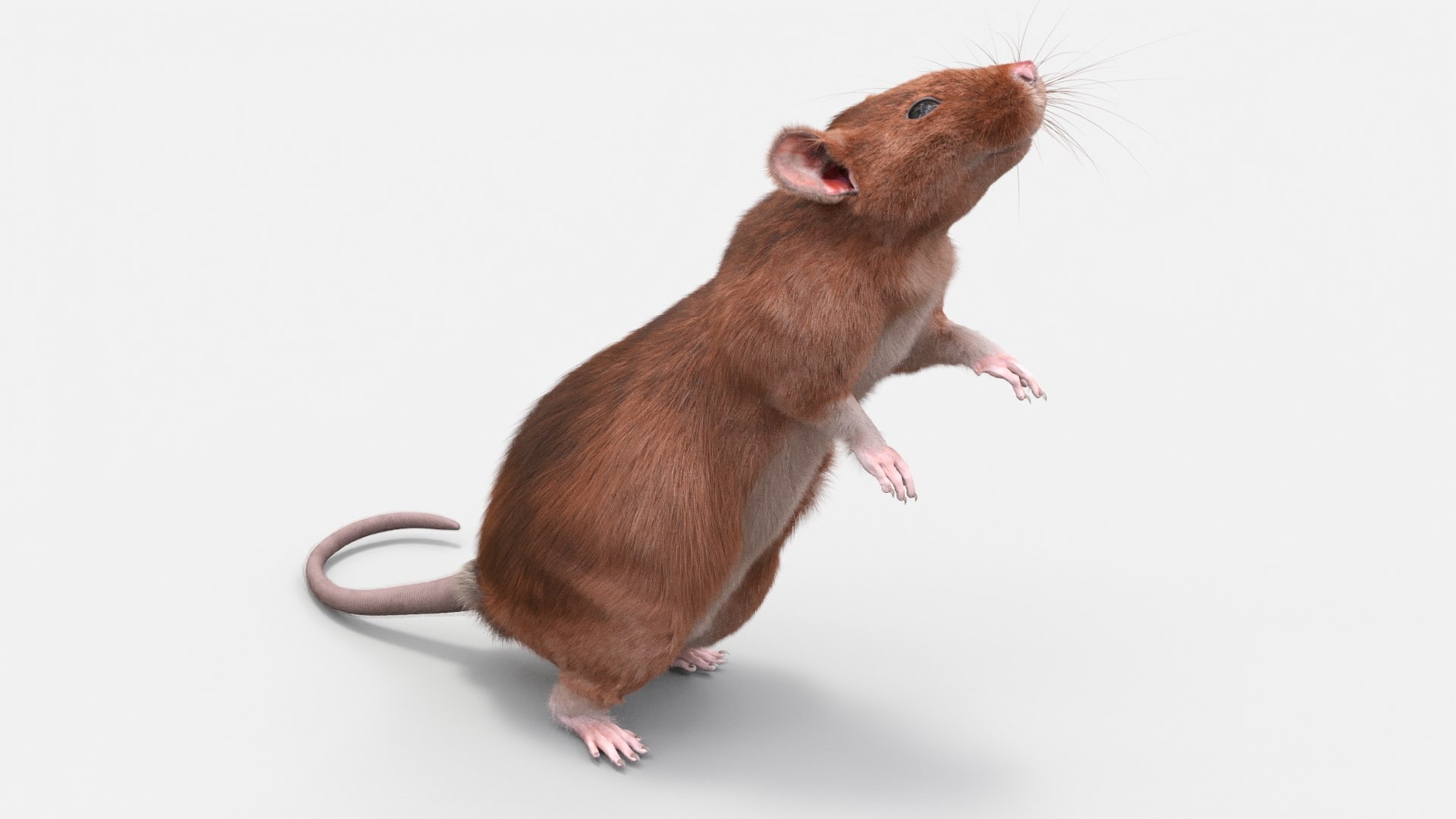 3D Realistic Lifelike Rodent Rat Standing - TurboSquid 2267788