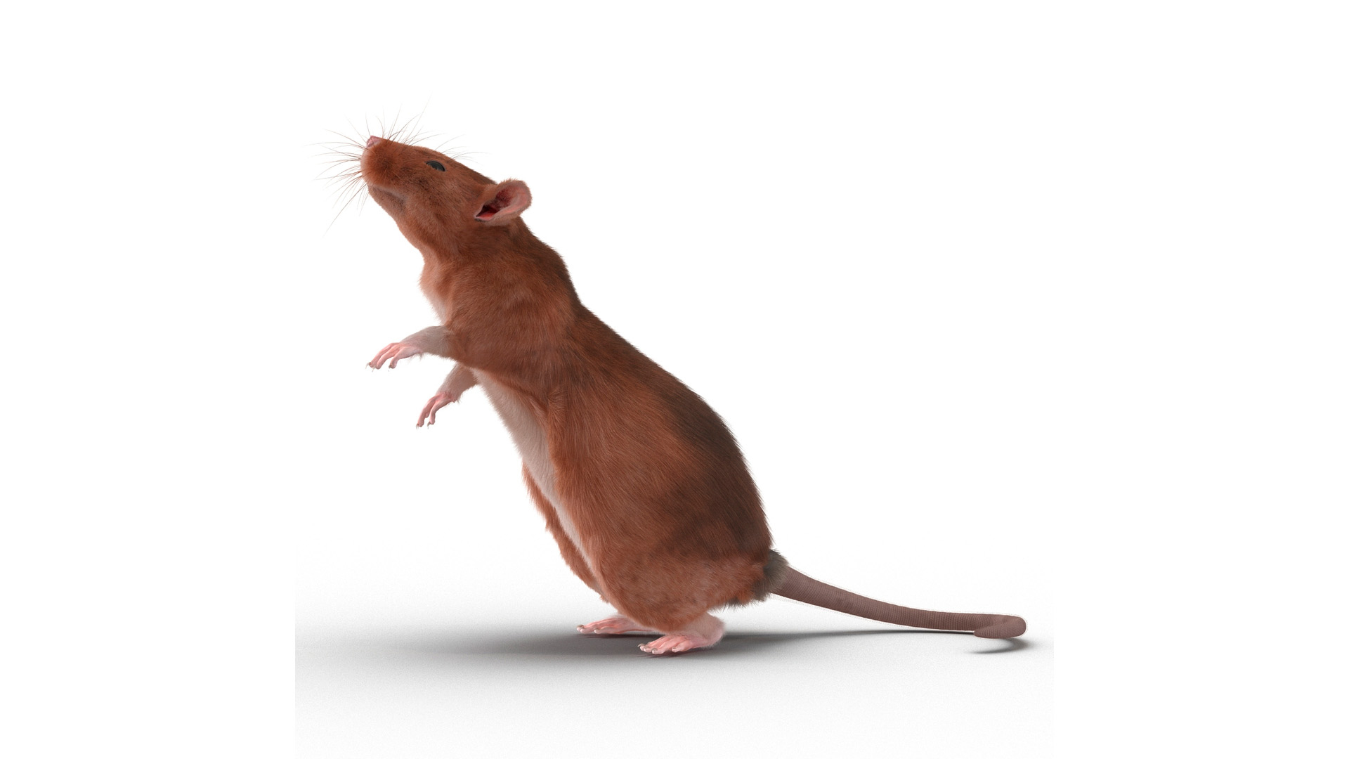 3D Realistic Lifelike Rodent Rat Standing - TurboSquid 2267788