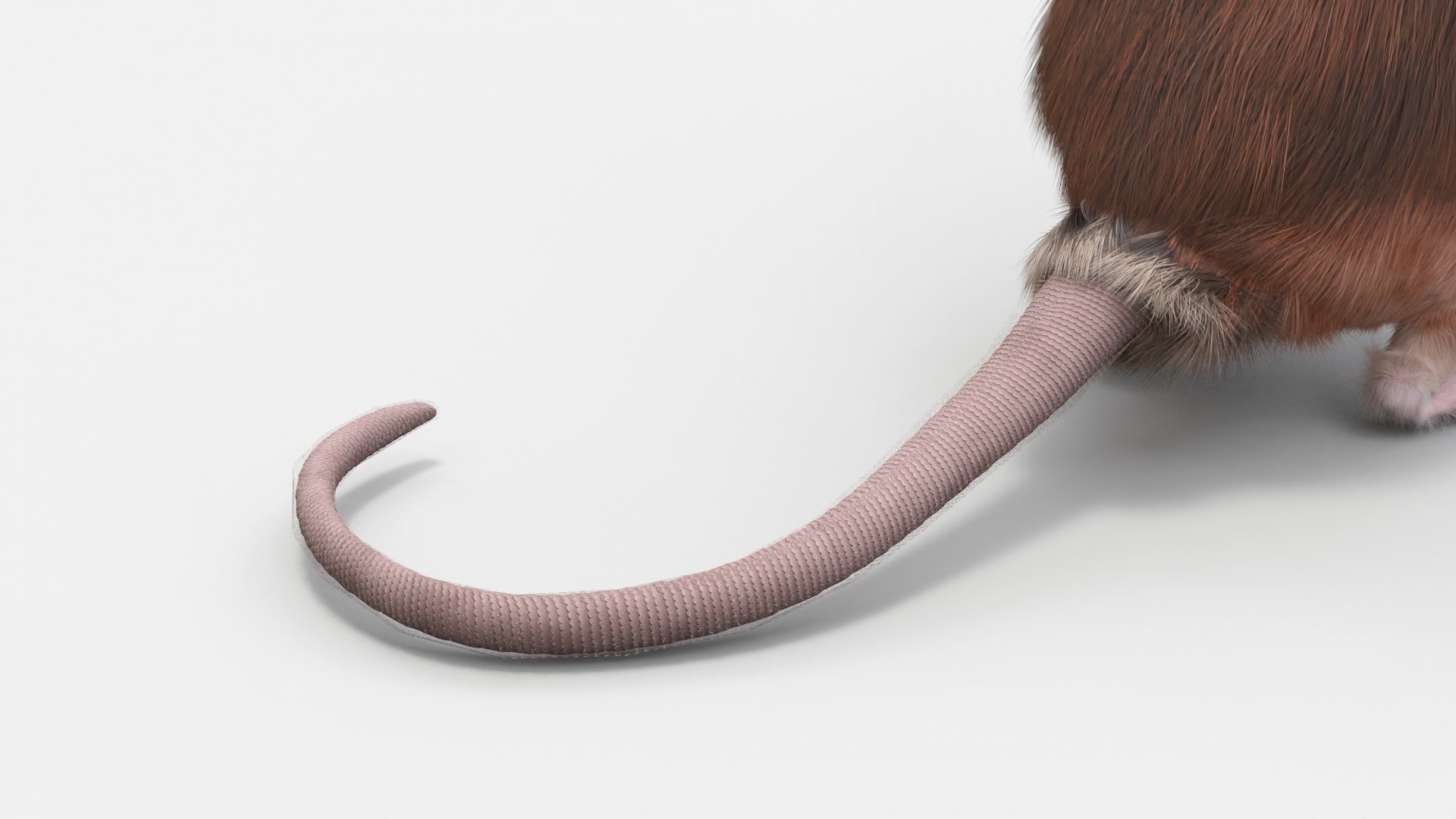 3D Realistic Lifelike Rodent Rat Standing - TurboSquid 2267788