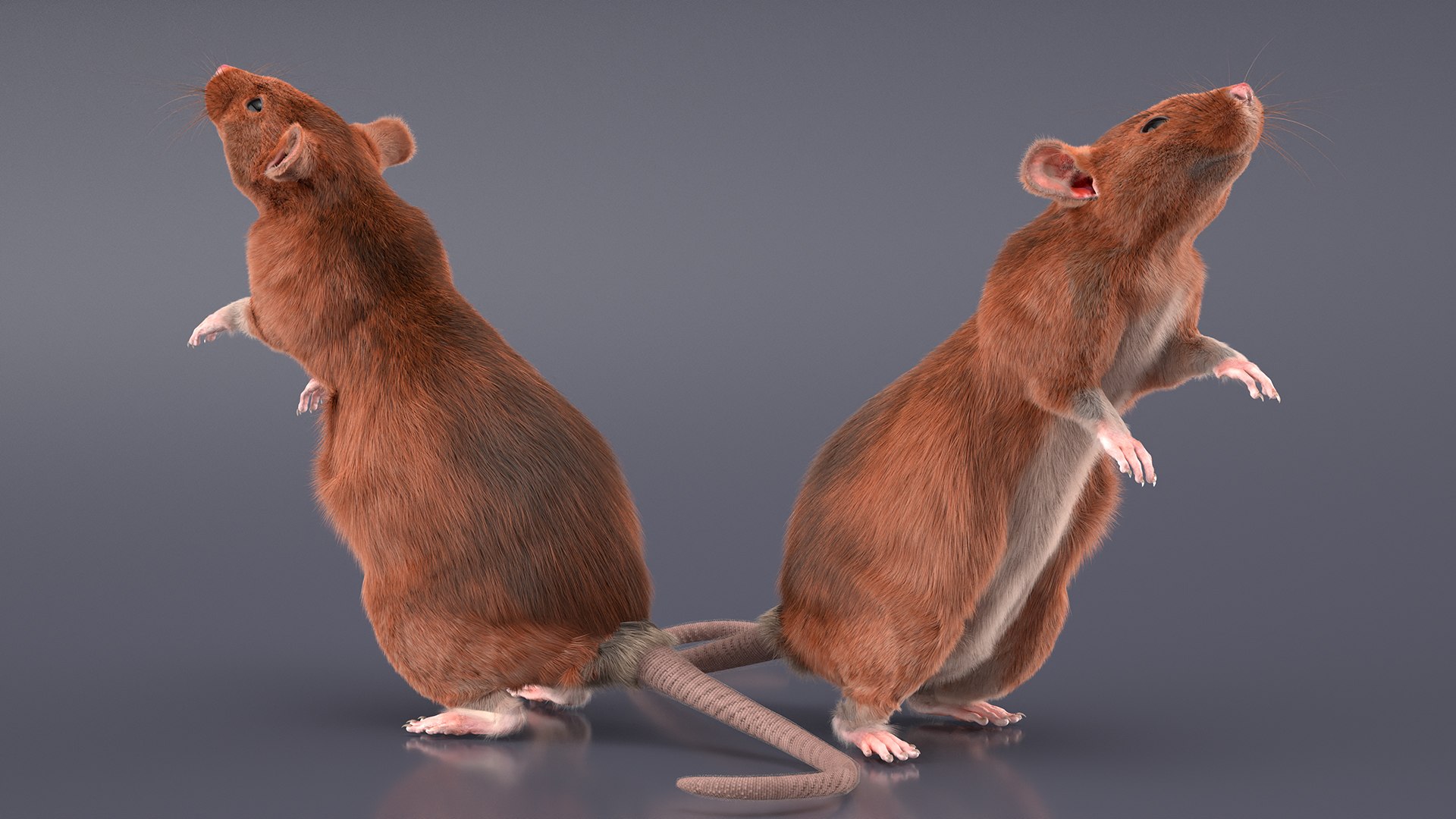 3D Realistic Lifelike Rodent Rat Standing - TurboSquid 2267788