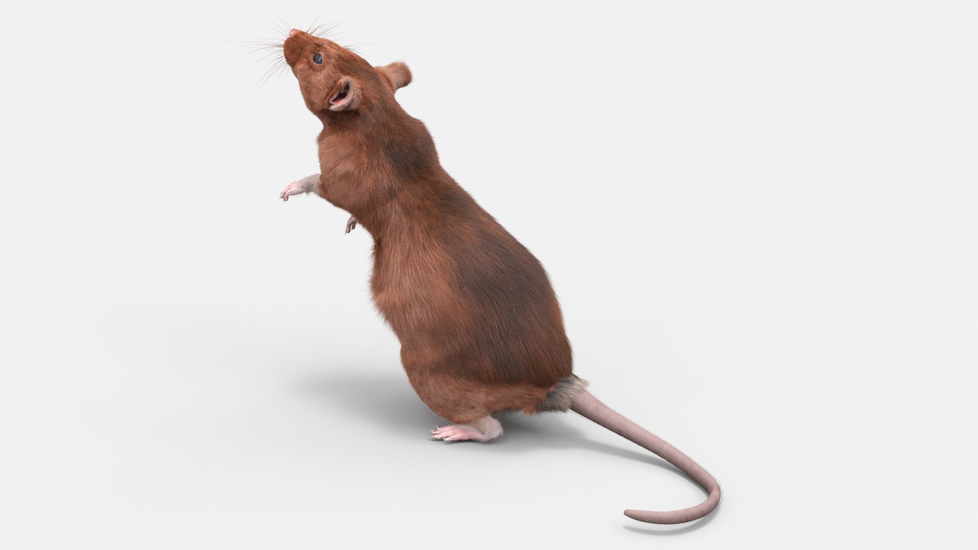 3D Realistic Lifelike Rodent Rat Standing - TurboSquid 2267788