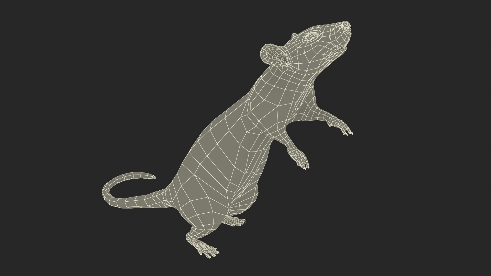 3D Realistic Lifelike Rodent Rat Standing - TurboSquid 2267788