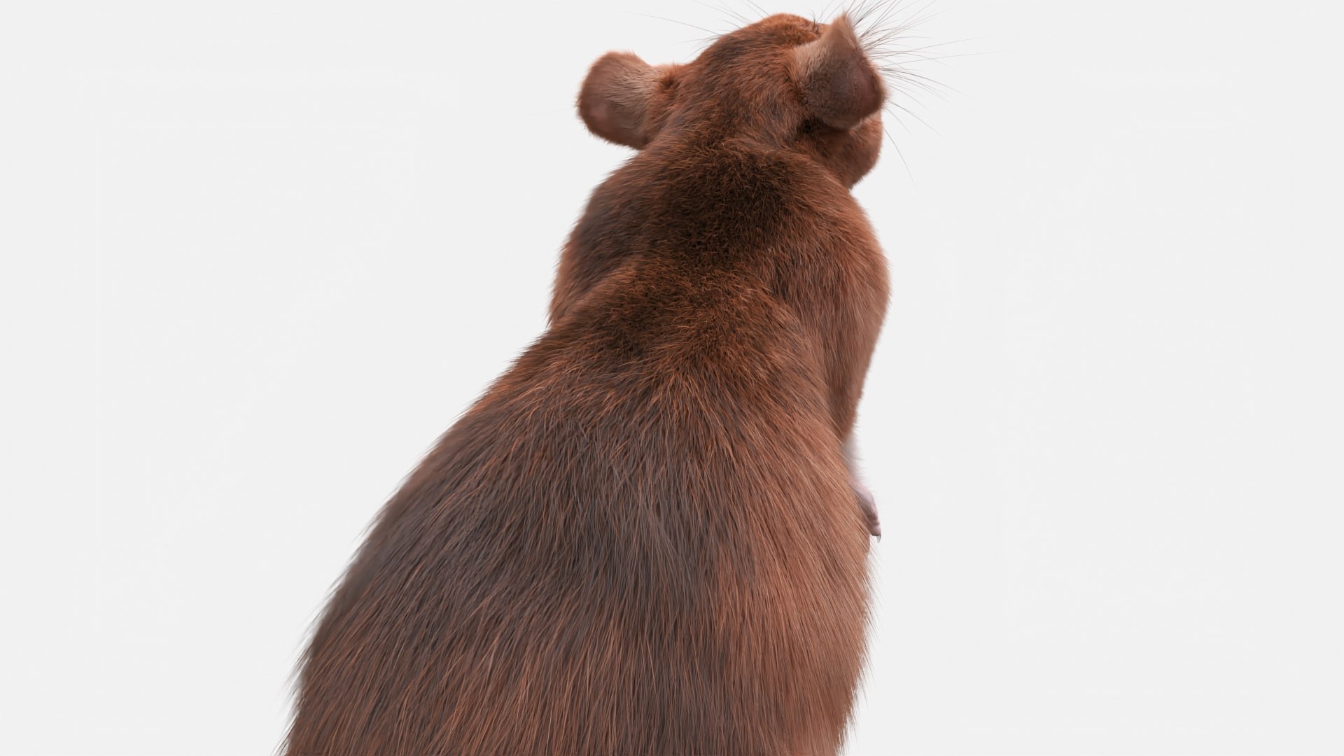 3D Realistic Lifelike Rodent Rat Standing - TurboSquid 2267788