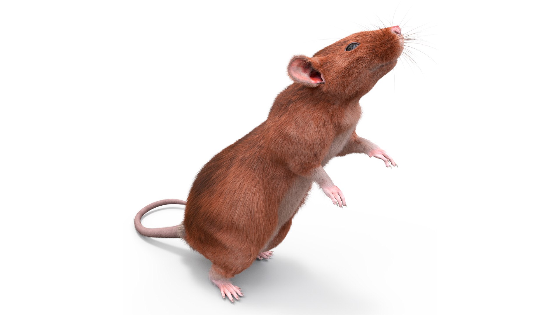 3D Realistic Lifelike Rodent Rat Standing - TurboSquid 2267788