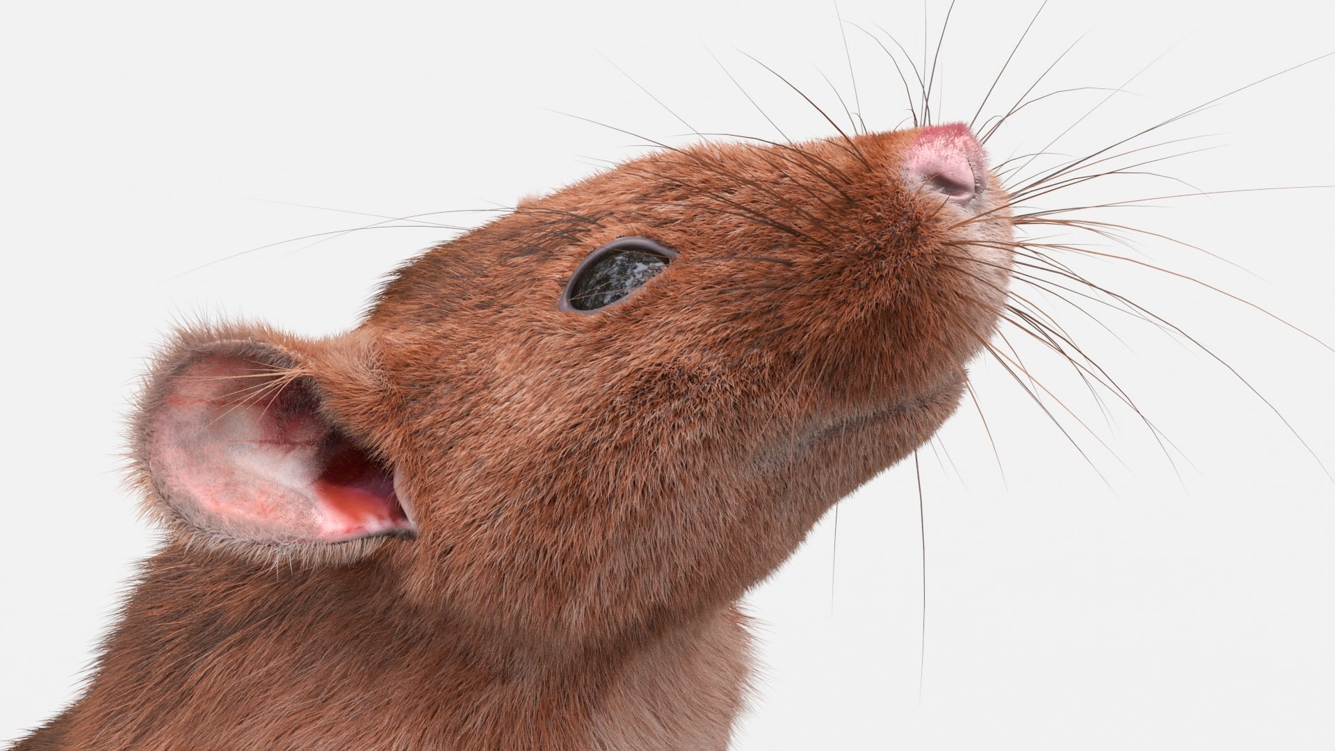 3D Realistic Lifelike Rodent Rat Standing - TurboSquid 2267788