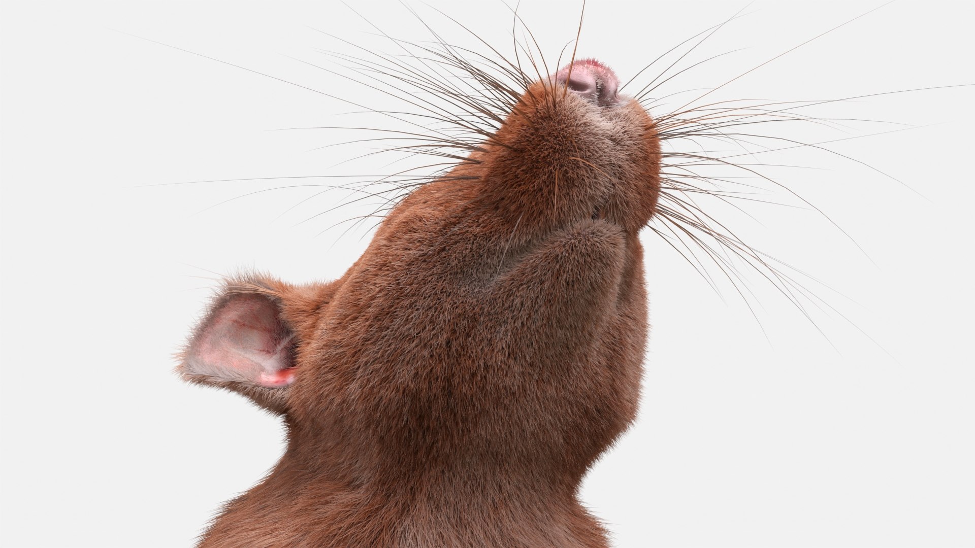 3D Realistic Lifelike Rodent Rat Standing - TurboSquid 2267788