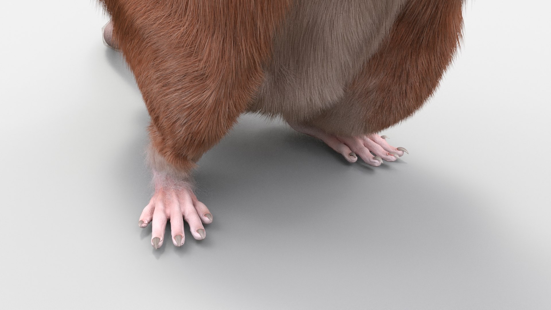 3D Realistic Lifelike Rodent Rat Standing - TurboSquid 2267788