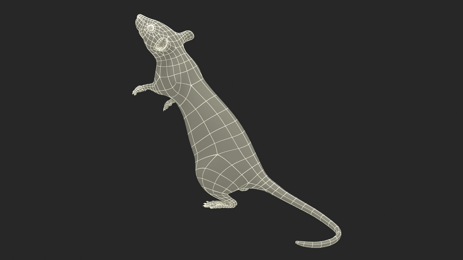 3D Realistic Lifelike Rodent Rat Standing - TurboSquid 2267788