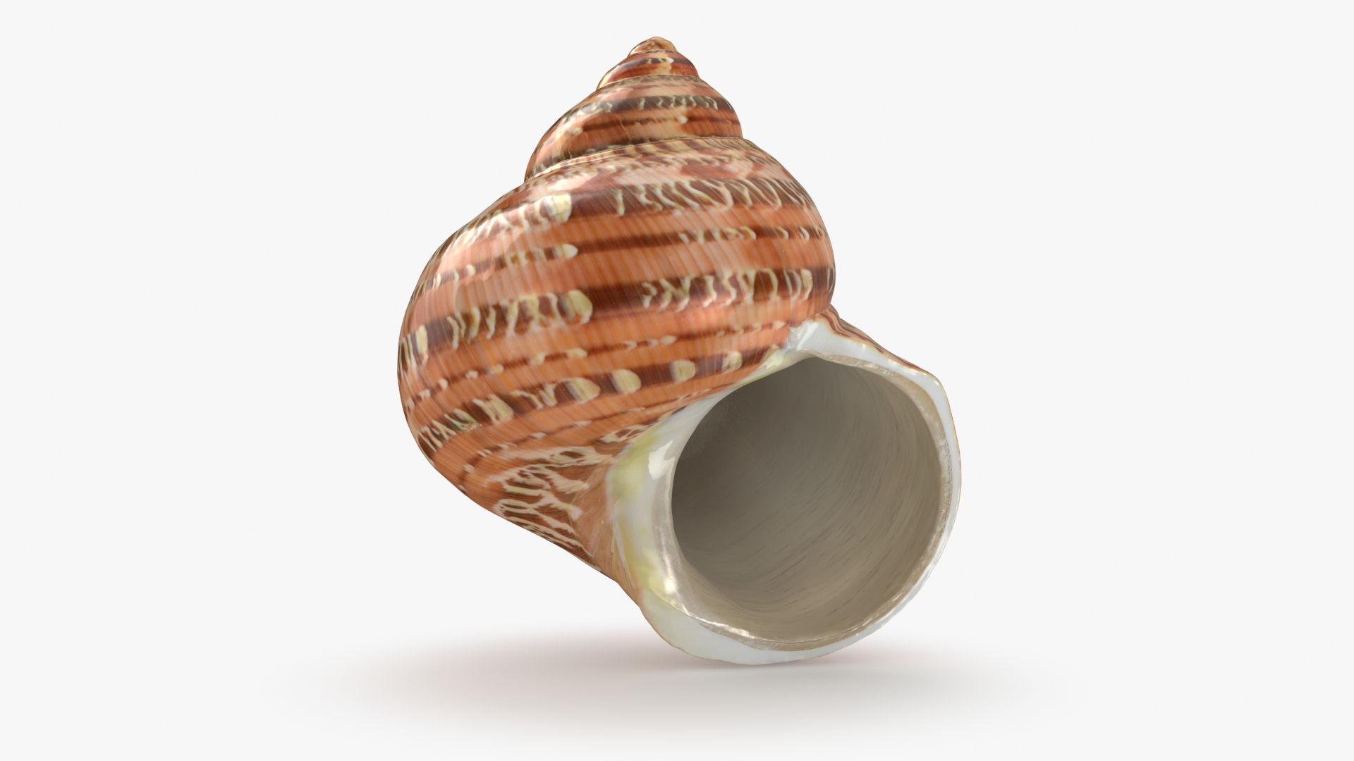 Turbo Petholatus 3D Model - TurboSquid 2214501