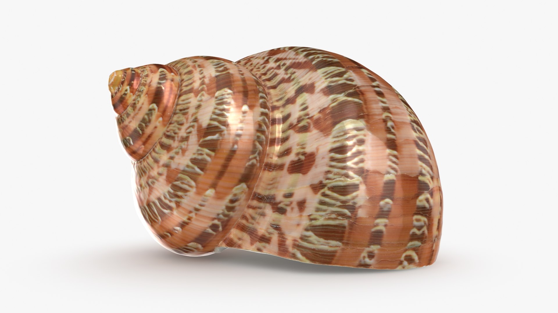 Turbo Petholatus 3D Model - TurboSquid 2214501