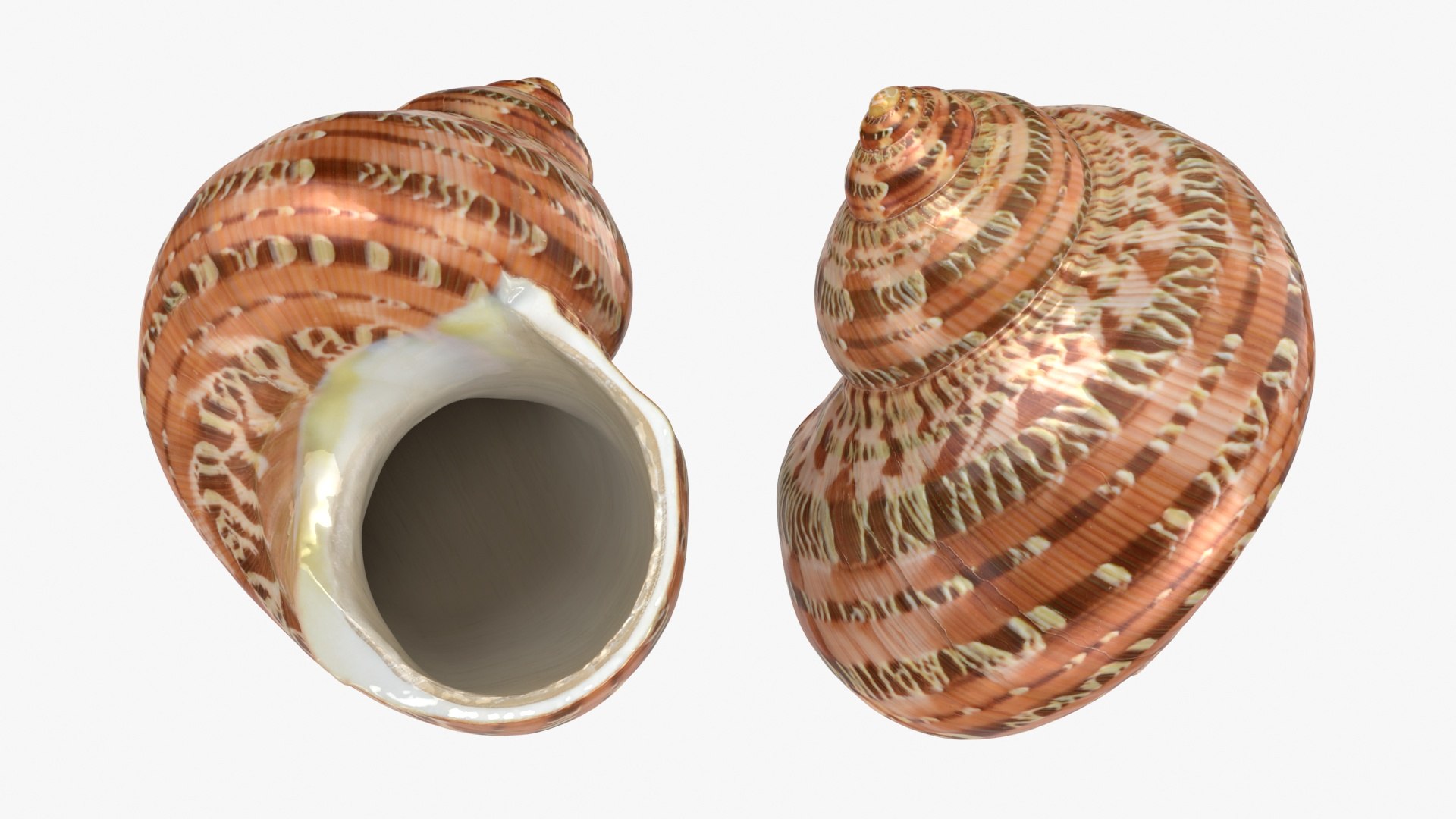 Turbo Petholatus 3D Model - TurboSquid 2214501