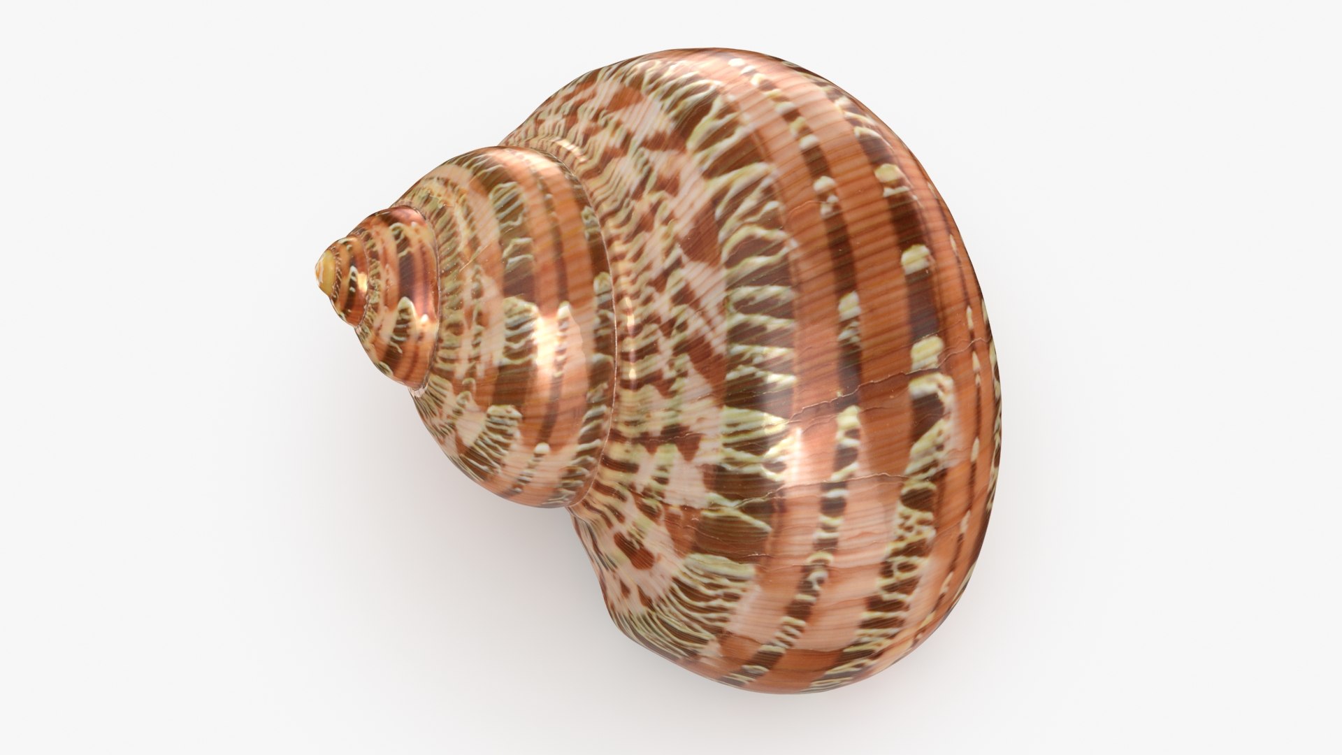 Turbo Petholatus 3D Model - TurboSquid 2214501