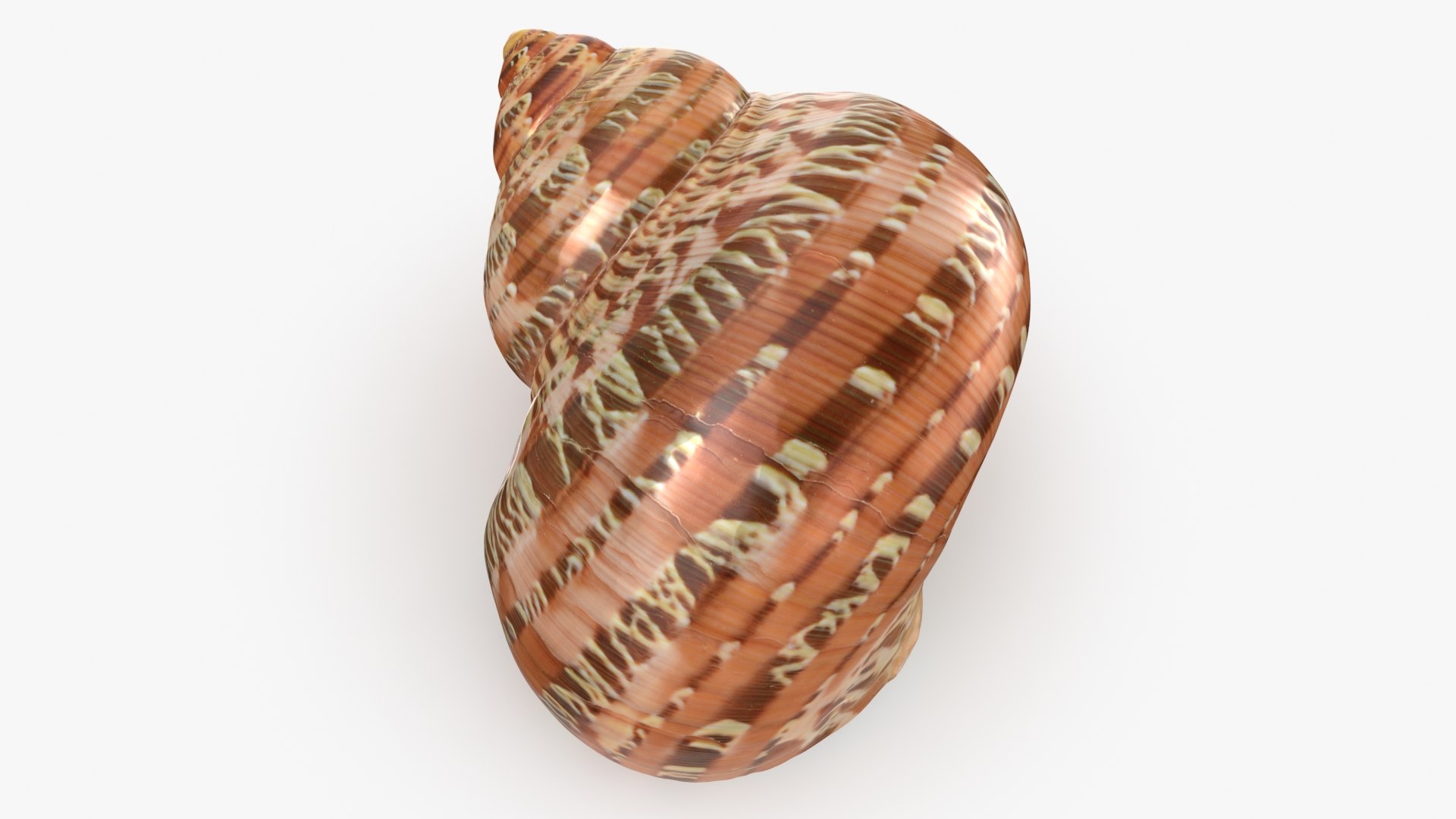 Turbo Petholatus 3D Model - TurboSquid 2214501