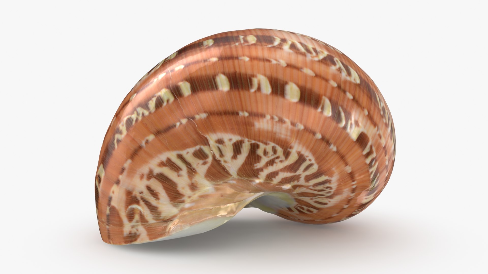 Turbo Petholatus 3D Model - TurboSquid 2214501