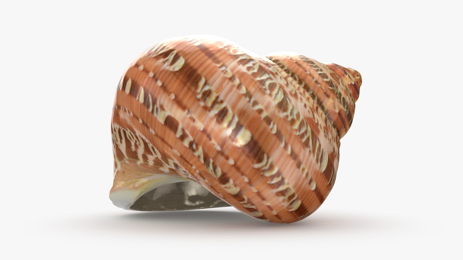 Turbo Petholatus 3D Model - TurboSquid 2214501