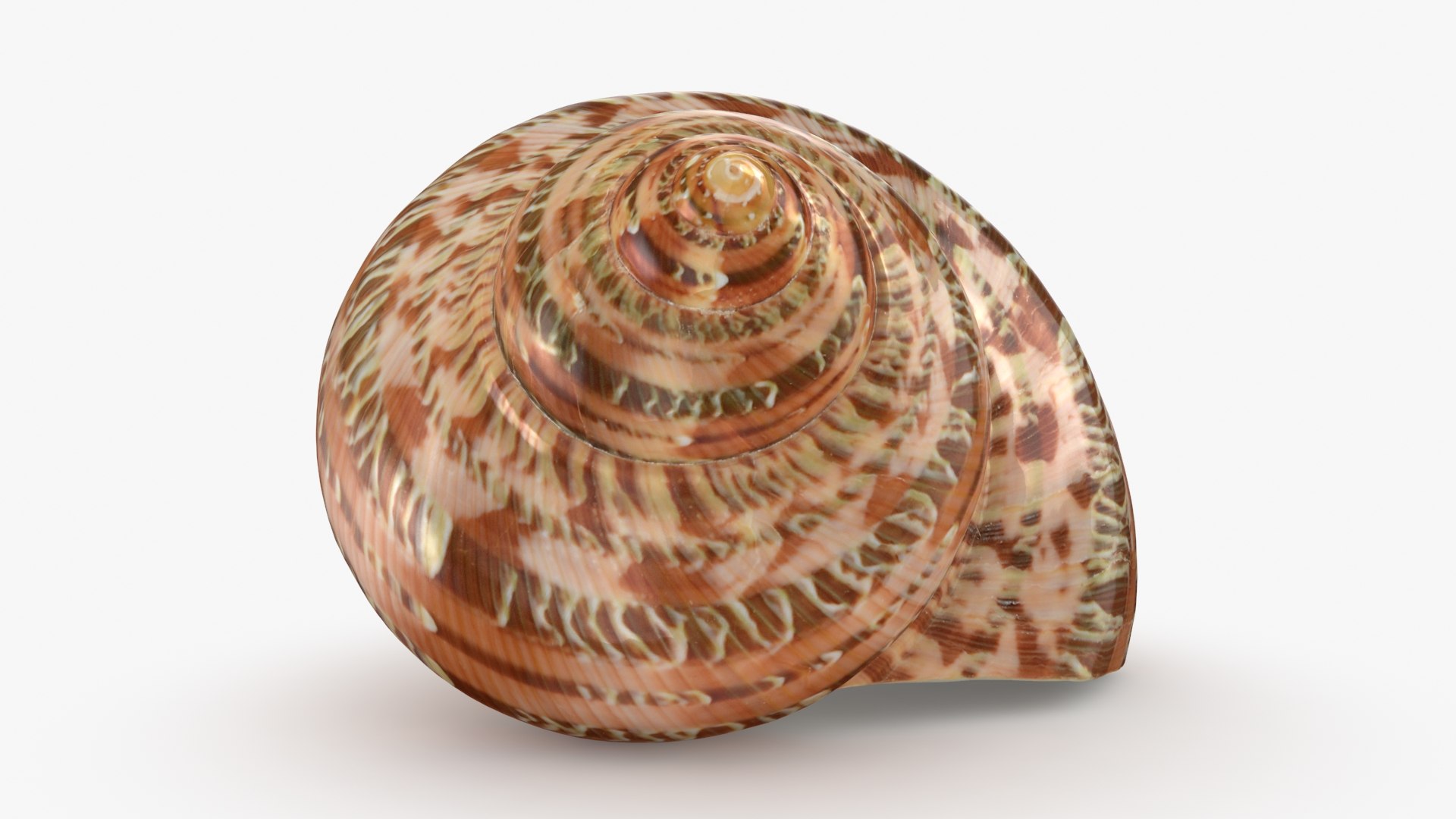 Turbo Petholatus 3D Model - TurboSquid 2214501