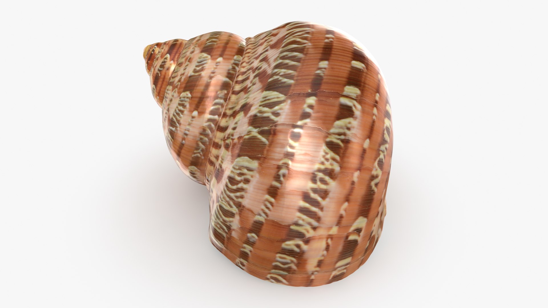 Turbo Petholatus 3D Model - TurboSquid 2214501