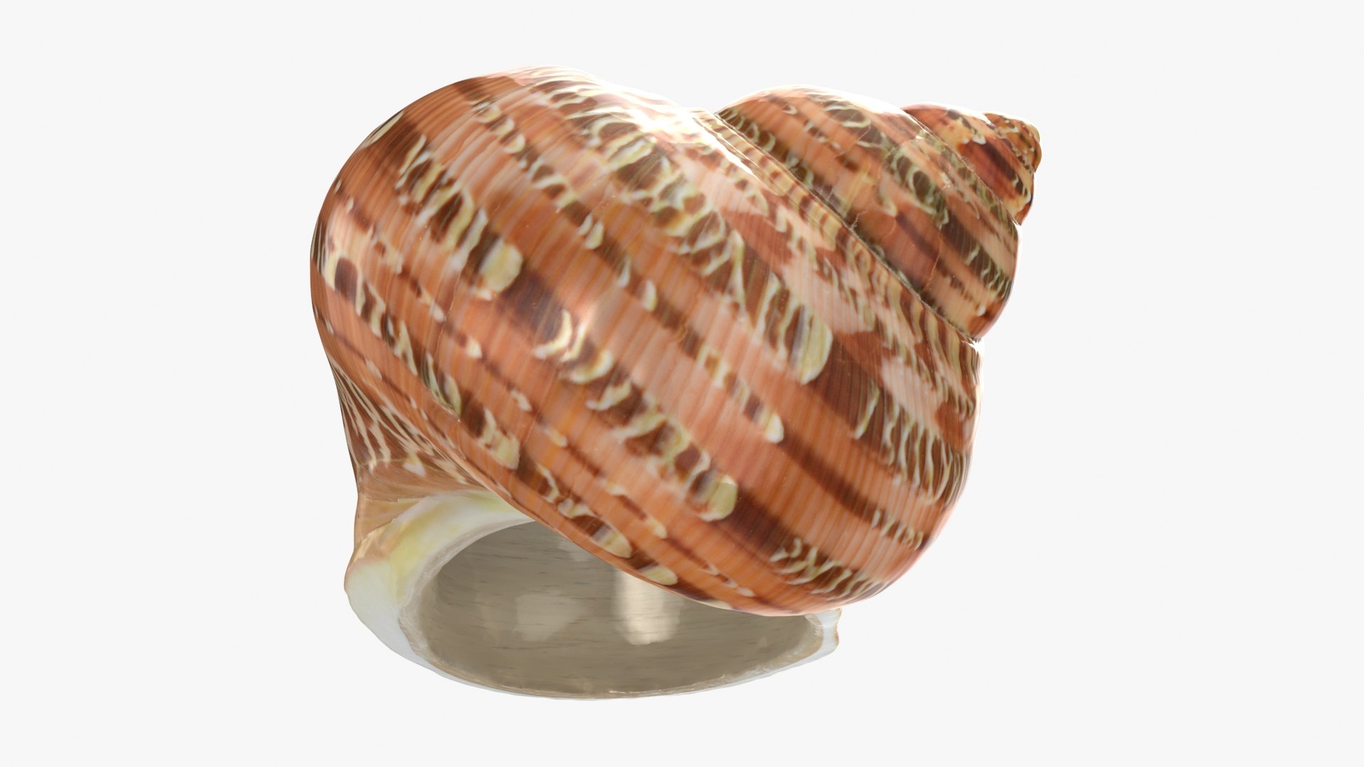 Turbo Petholatus 3D Model - TurboSquid 2214501