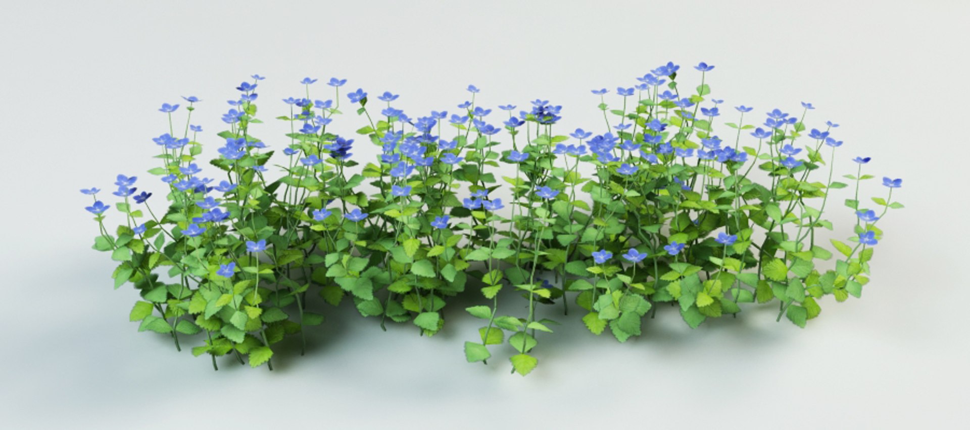 Max Flowering Creeping Bush