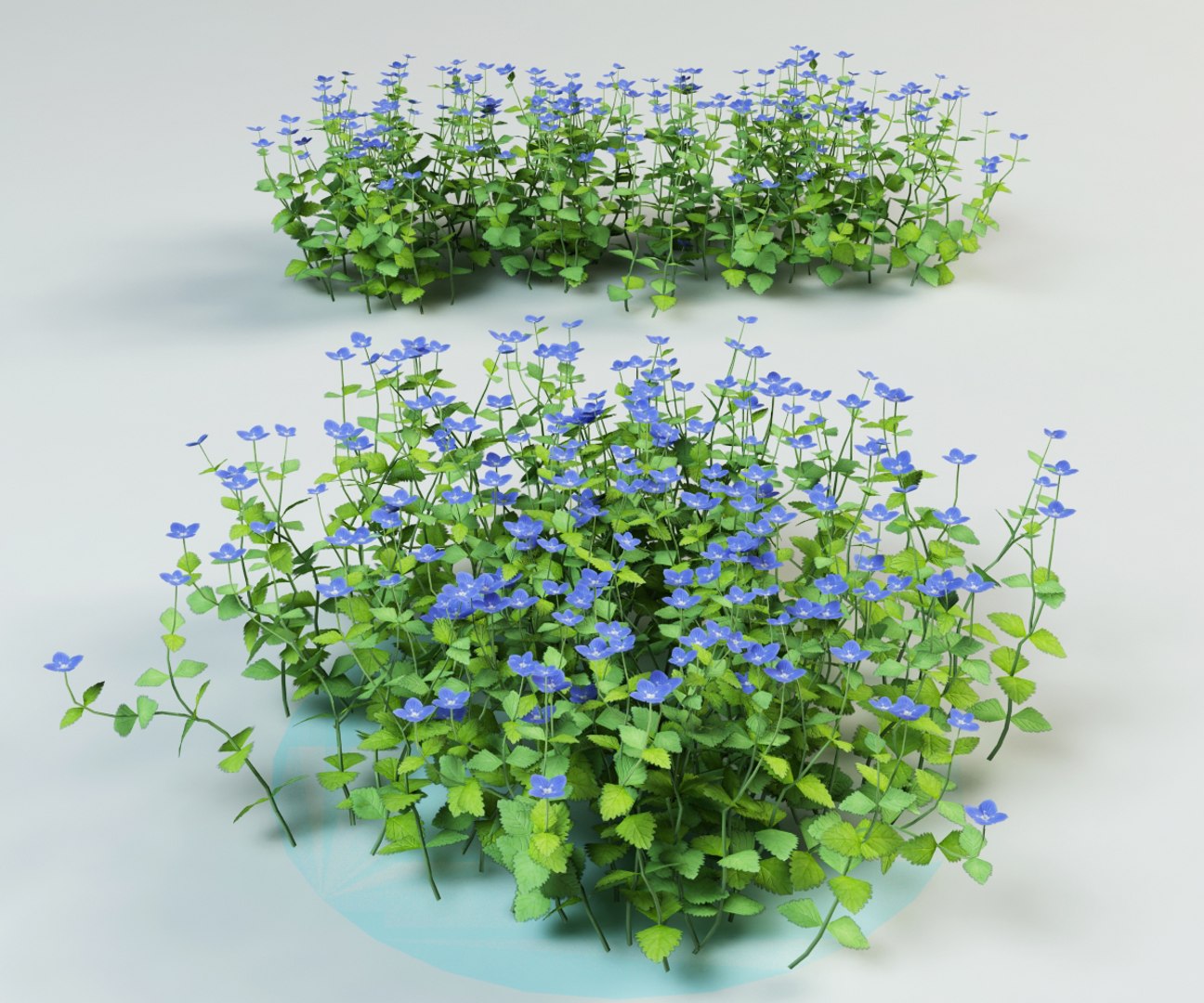 Max Flowering Creeping Bush