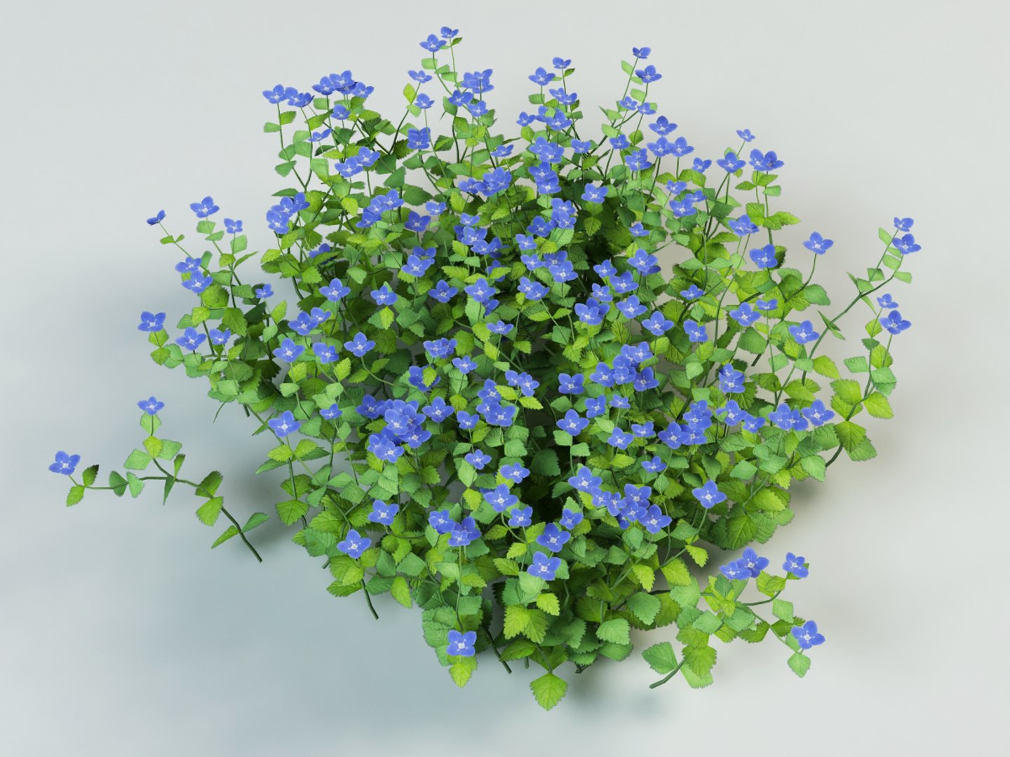 Max Flowering Creeping Bush