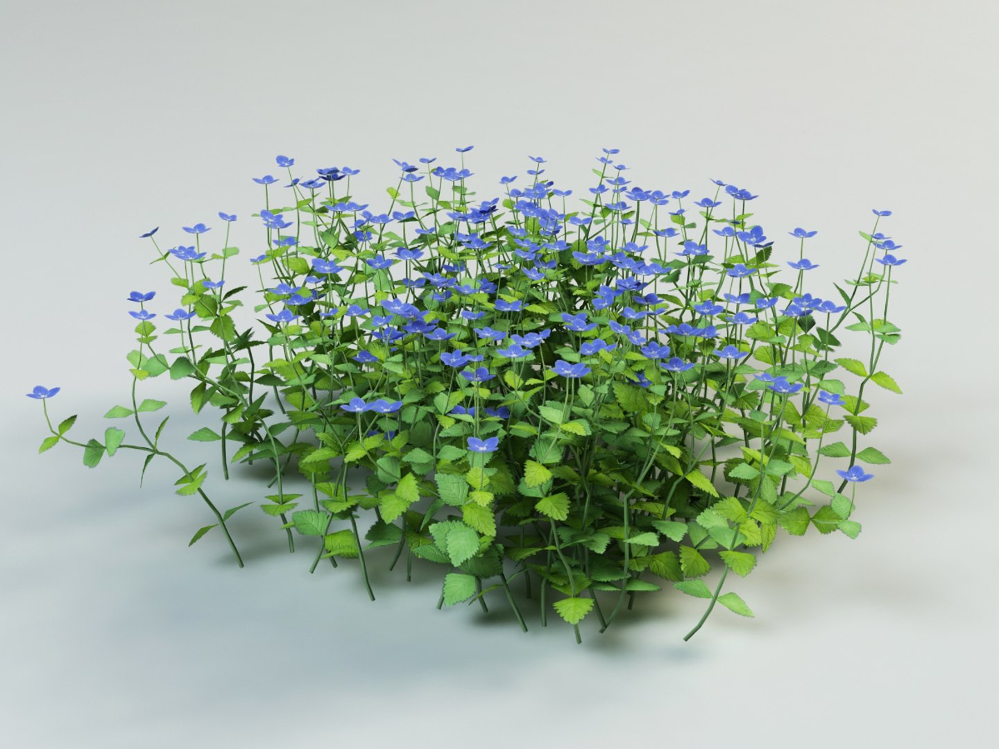 Max Flowering Creeping Bush