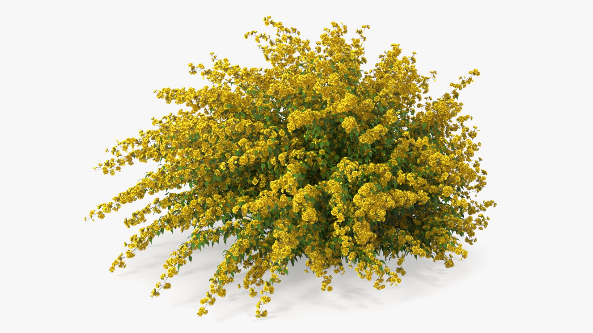 Kerria Japonica Pleniflora Plant 3D model - TurboSquid 1966207