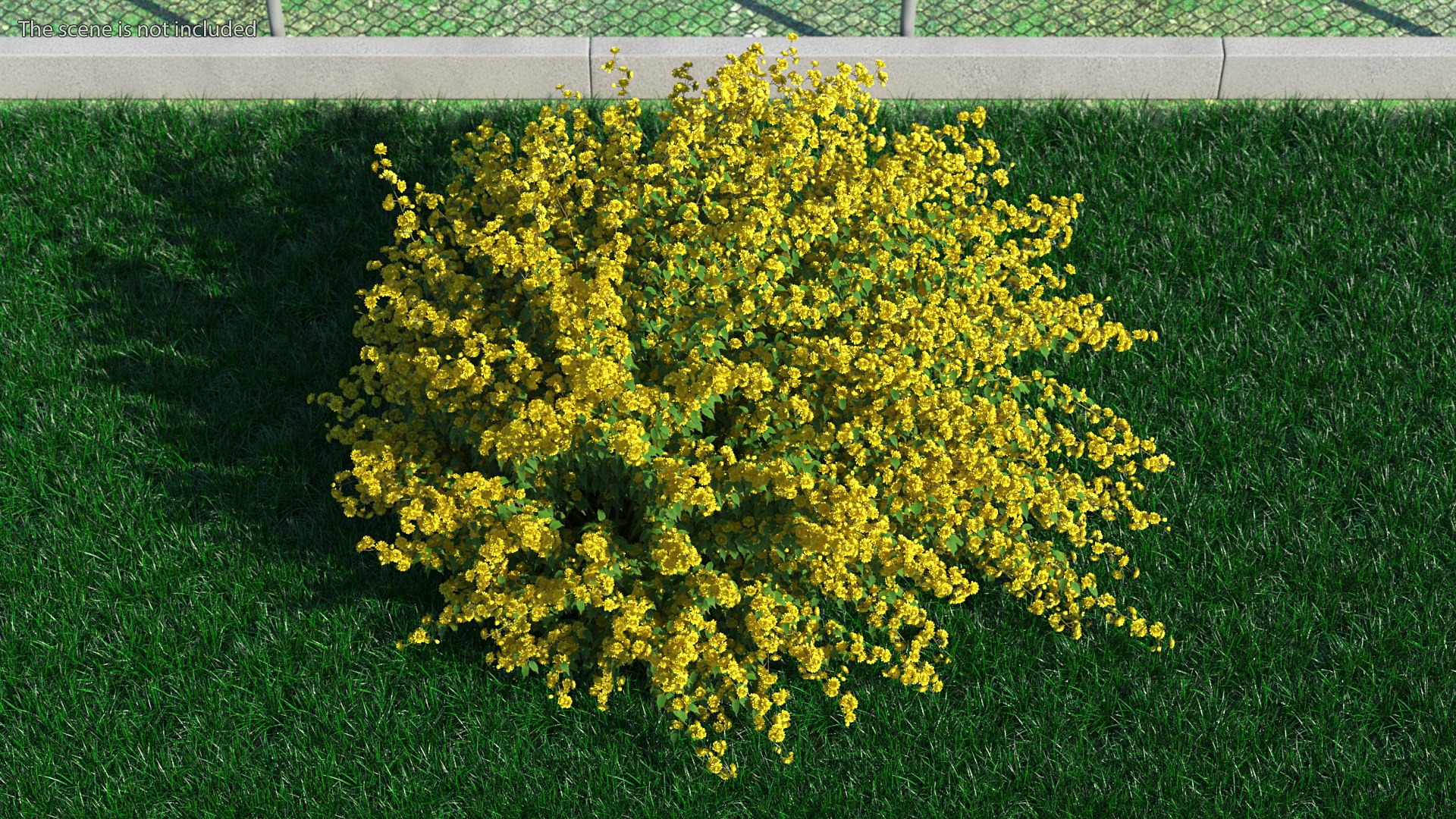 Kerria Japonica Pleniflora Plant 3D Model - TurboSquid 1966207