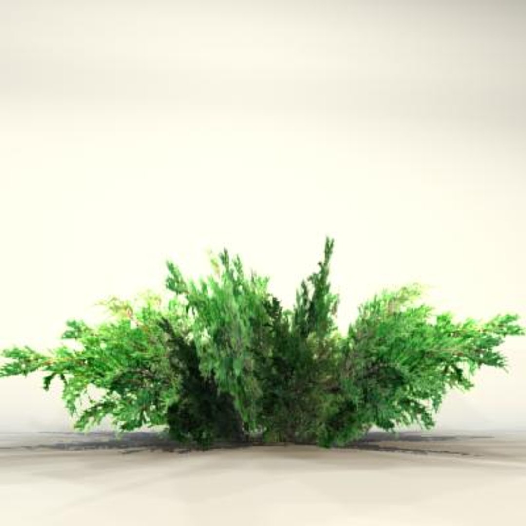 3d Pc Bush Model
