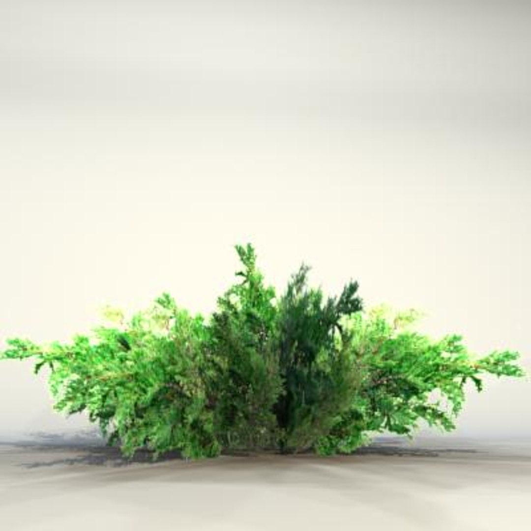 3d Pc Bush Model