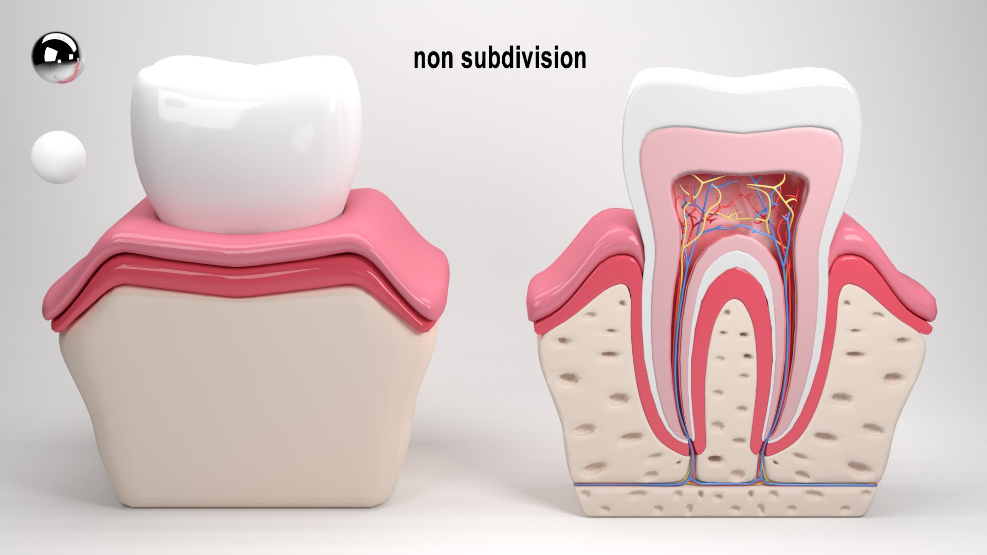 3D Model Tooth Anatomy - TurboSquid 1533597