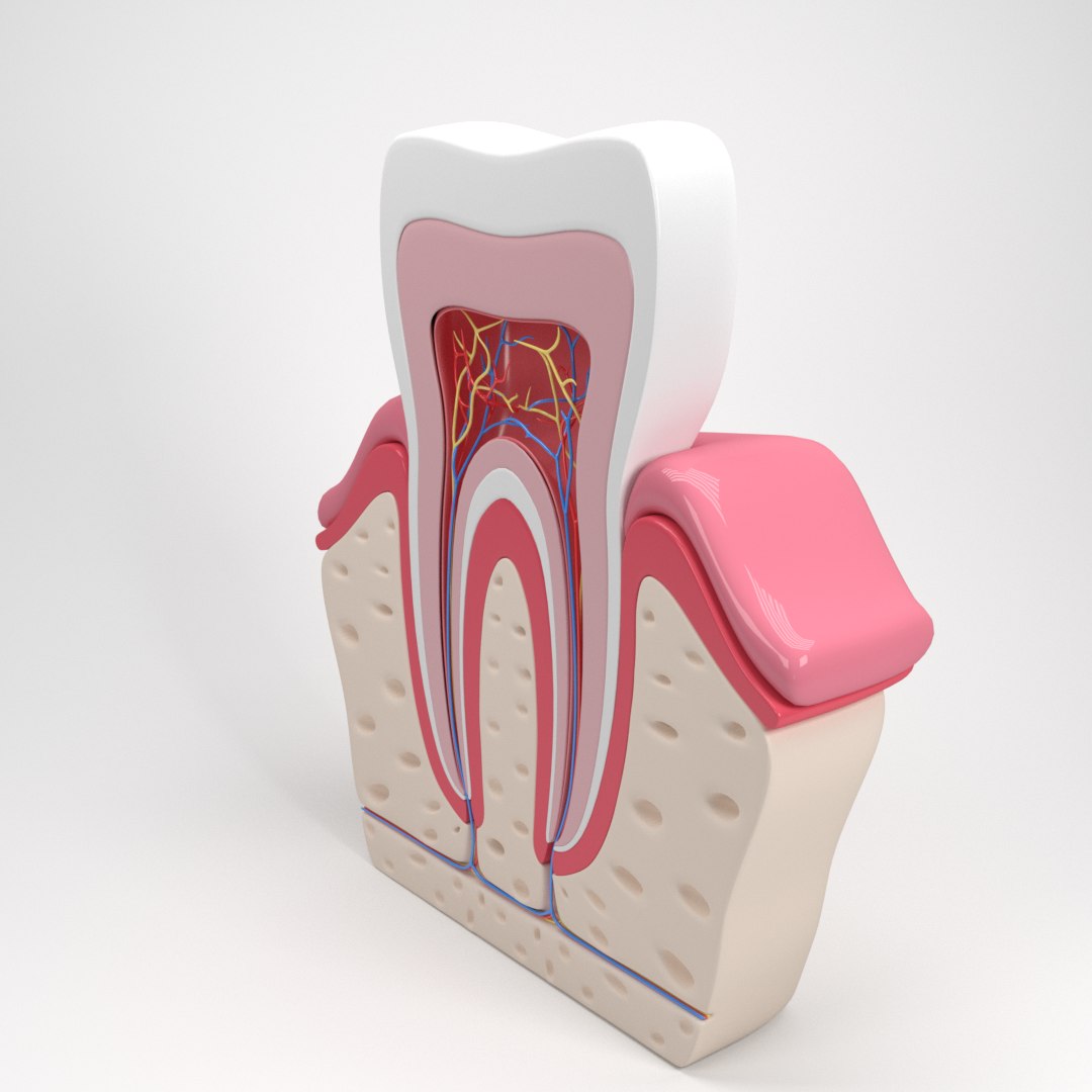 3D Model Tooth Anatomy - TurboSquid 1533597