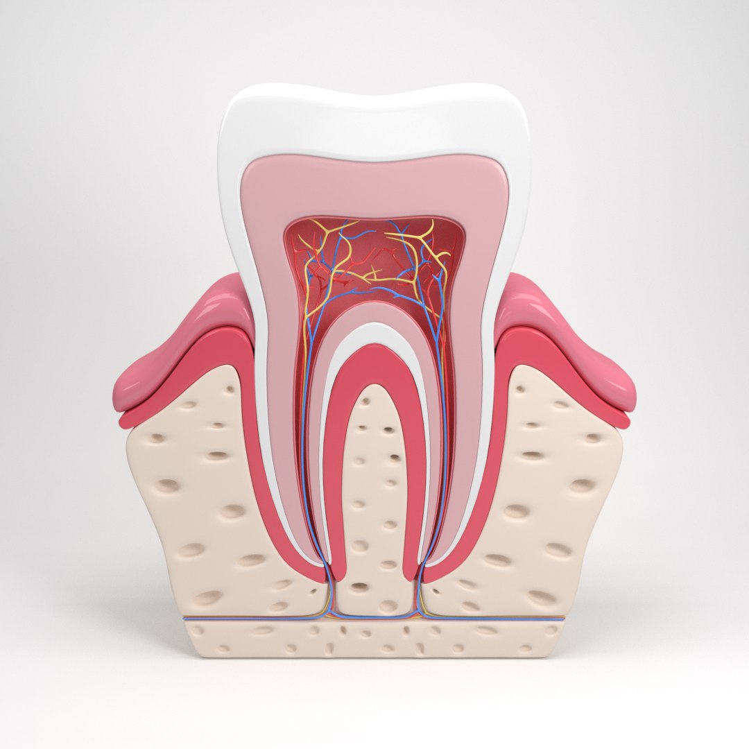 3D Model Tooth Anatomy - TurboSquid 1533597