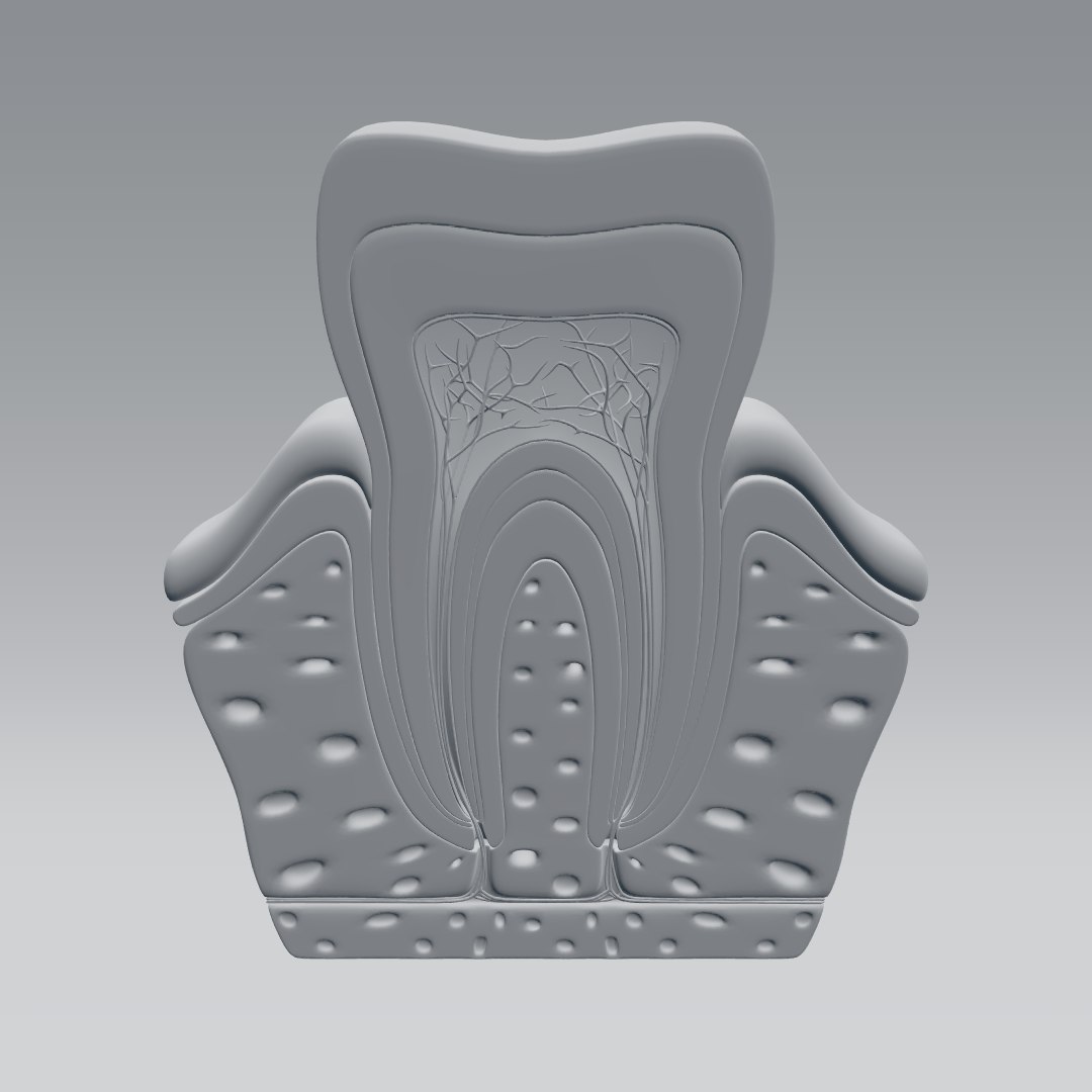 3D Model Tooth Anatomy - TurboSquid 1533597