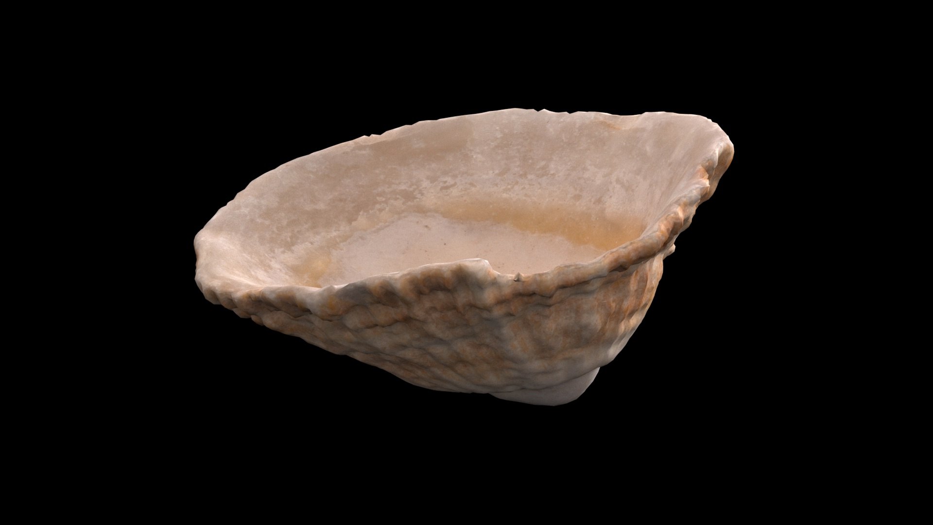 Conch Shells Pack 1 3D - TurboSquid 2194281