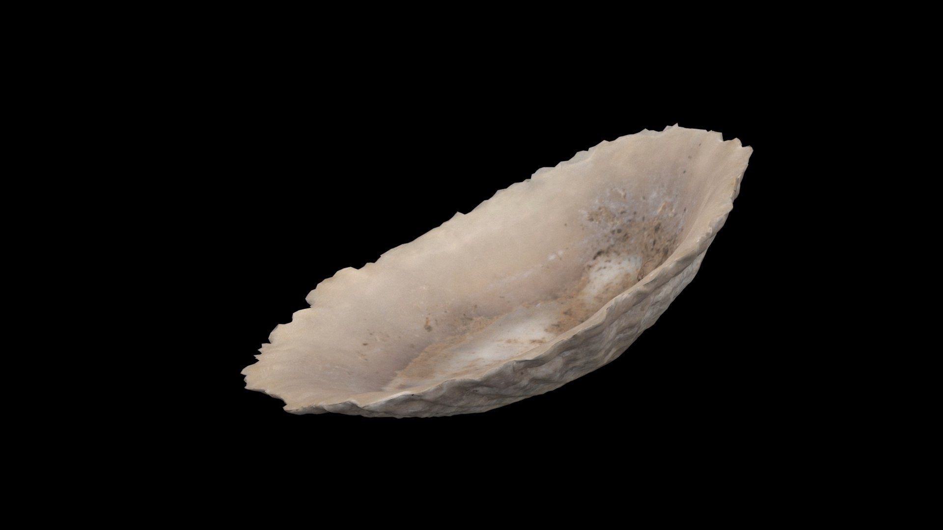 Conch Shells Pack 1 3d Turbosquid 2194281